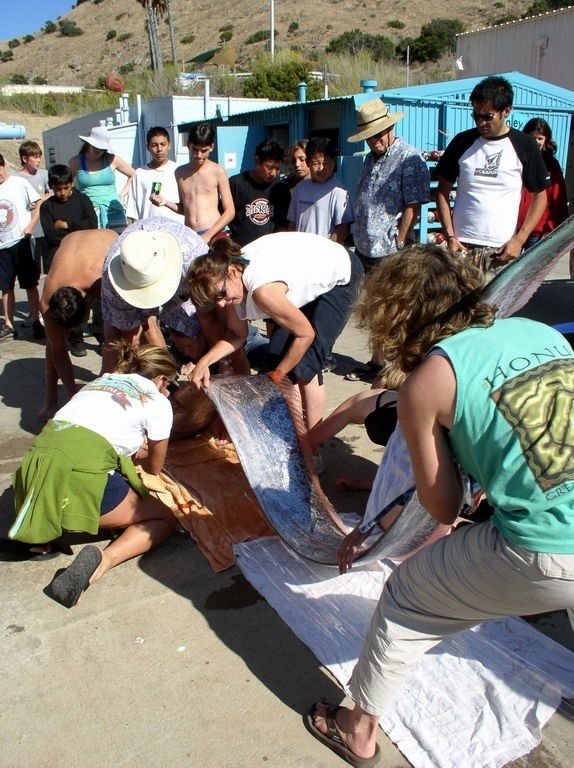 Oarfish: The longest fish in the world | Amusing Planet
